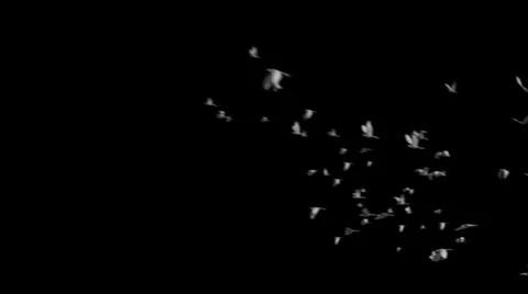 Birds Flying Alpha Stock Footage ~ Royalty Free Stock Videos | Pond5