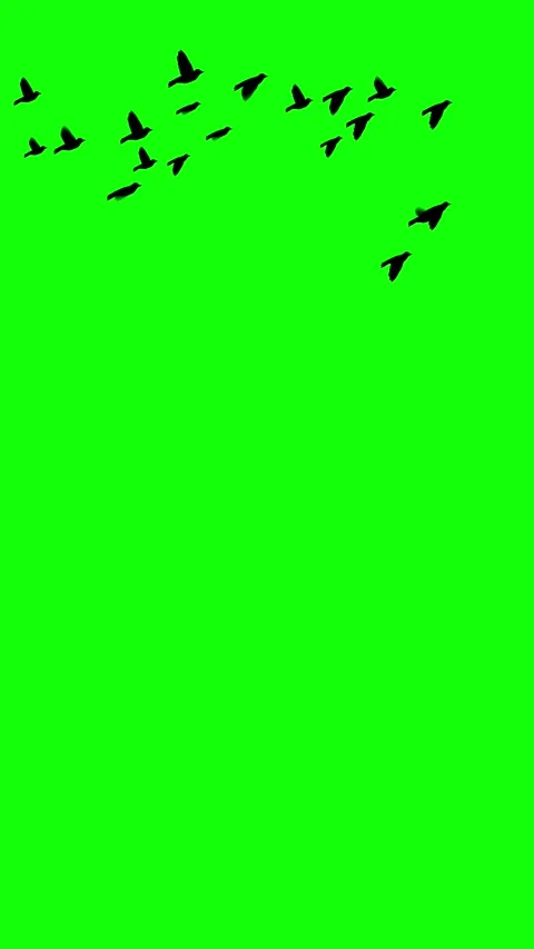 Flying Birds Green Screen Stock Video Footage | Royalty Free Flying ...