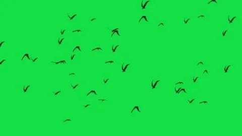 Flying Black Birds Flock Animation On Gr... | Stock Video | Pond5