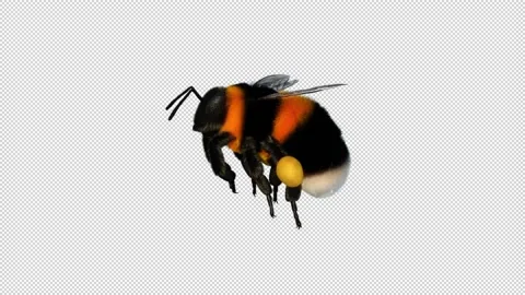 Flying bumblebee ,animation,magnifier ,t... | Stock Video | Pond5