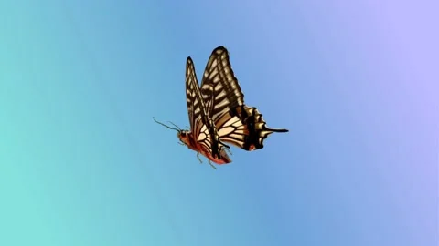 flying butterfly background and 2d anima... | Stock Video | Pond5