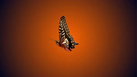 flying butterfly background and 2d anima... | Stock Video | Pond5