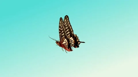 flying butterfly background and 2d anima... | Stock Video | Pond5