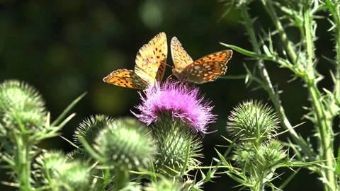 Flying Butterfly Insects Collecting Poll... | Stock Video | Pond5