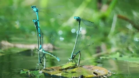 Flying Common Blue Damselfly In Mating W... | Stock Video | Pond5