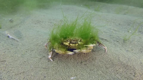 Flying crab overgrown with green algae. | Stock Video | Pond5