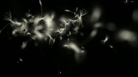 Flying dandelion catkins particle backgr... | Stock Video | Pond5