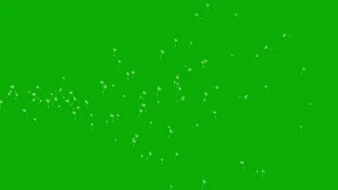 Dandelion Green Screen Stock Video Footage | Royalty Free Dandelion Green Screen Videos | Pond5