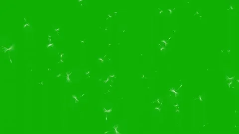 Dandelion Green Screen Stock Video Footage | Royalty Free Dandelion Green Screen Videos | Pond5