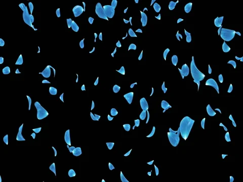 Flying Dark Blue Rose Flower Petals Fall... | Stock Video | Pond5