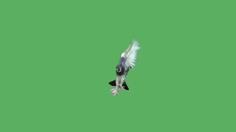 flying dove flapping wings green screen ... | Stock Video | Pond5