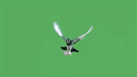 flying dove flapping wings green screen ... | Stock Video | Pond5