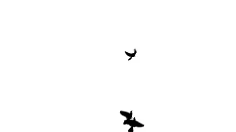 Swarm The Doves Stock Video Footage | Royalty Free Swarm The Doves ...