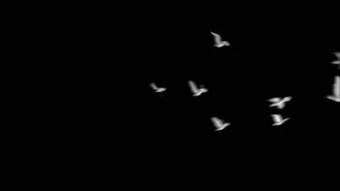 Swarm The Doves Stock Video Footage | Royalty Free Swarm The Doves ...