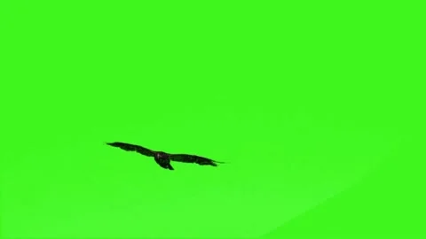 Eagle Flying Green Screen Stock Video Footage | Royalty Free Eagle ...