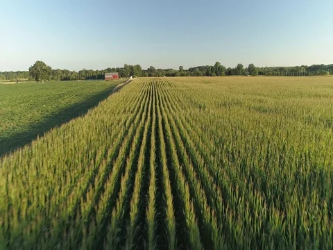 Flying fast over corn field with barn in... | Stock Video | Pond5