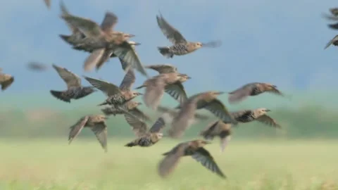 Flying flock of the birds in slow motion... | Stock Video | Pond5
