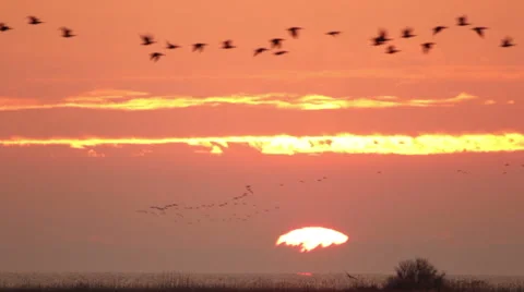 Flying flock of geese at sunrise red sky... | Stock Video | Pond5