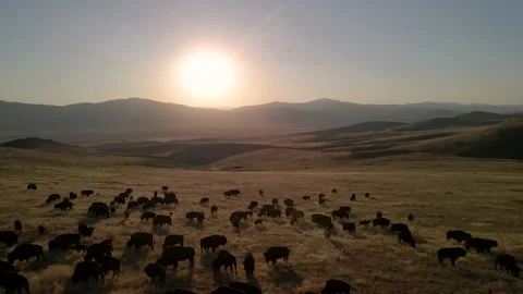 flying forward over bison herd into suns... | Stock Video | Pond5