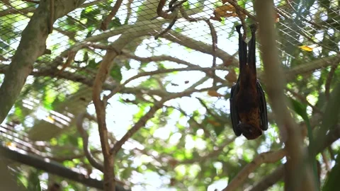 Flying Fox Bat Hanging Upside Down in Ou... | Stock Video | Pond5