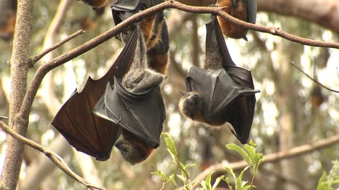 Flying Fox Bat Many Bats Resting Hanging... | Stock Video | Pond5