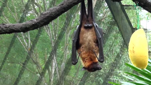 Flying fox, fruit bat, eating fruit hang... | Stock Video | Pond5