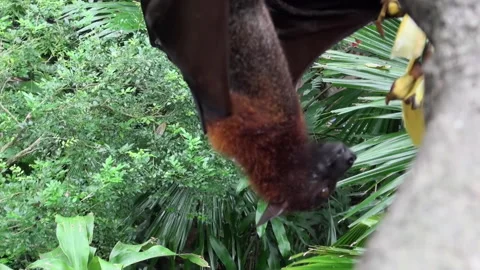 Flying fox, fruit bat, eating fruit hang... | Stock Video | Pond5