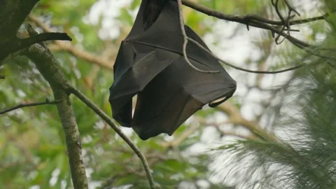 Flying fox giant bat sleeping in a tree ... | Stock Video | Pond5