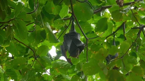 Flying fox hanging on a tree branch | Stock Video | Pond5