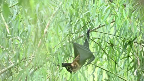flying fox hanging on tree in forest | Stock Video | Pond5