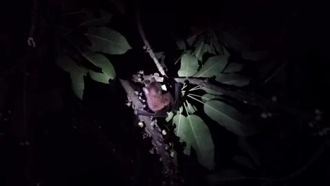 Flying fox on a tree at night, Perhentia... | Stock Video | Pond5