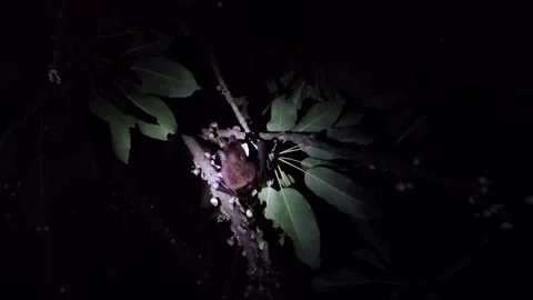 Fox Screaming Stock Footage ~ Royalty Free Stock Videos | Pond5