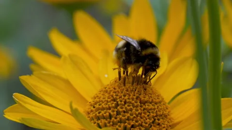 Pollen Stock Video Footage | Royalty Free Pollen Videos | Pond5