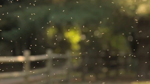 Bugs Flying Stock Video Footage | Royalty Free Bugs Flying Videos | Pond5