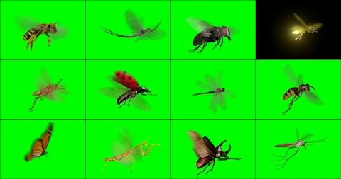 Flying Insects | Stock Video | Pond5