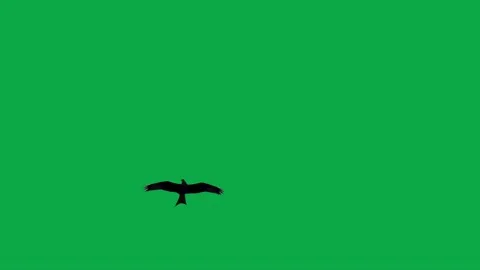 Eagle Flying Green Screen Stock Videos – Royalty-Free HD & 4K Videos