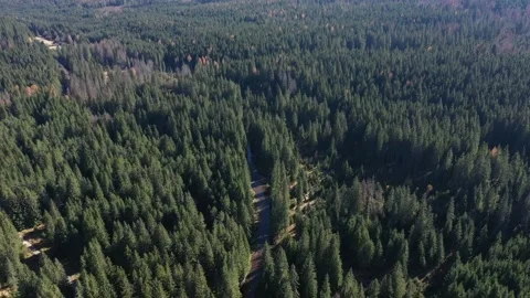 Flying over the canopy of fir trees, eve... | Stock Video | Pond5
