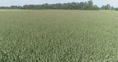 Flying over corn field, corn field top v... | Stock Video | Pond5