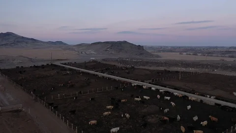 Cow Stampede Stock Footage ~ Royalty Free Stock Videos | Pond5