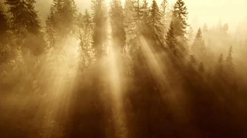 Forest Tree Fog Stock Videos – Royalty-Free HD & 4K Videos | Pond5