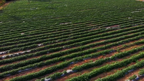 Flying Over Rows of Crops Planted on Far... | Stock Video | Pond5
