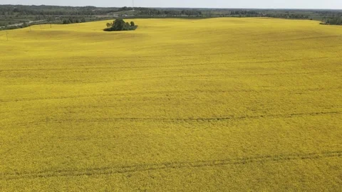 Sound Out Agricultural Stock Videos – Royalty-Free HD & 4K Videos | Pond5