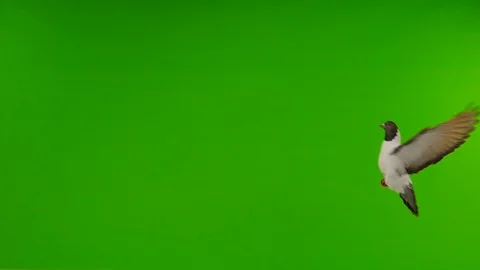 Pigeon Flying Green Screen Stock Footage ~ Royalty Free Stock Videos ...