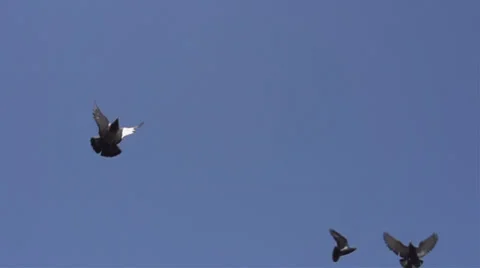 Pigeons Flying Stock Video Footage | Royalty Free Pigeons Flying Videos ...