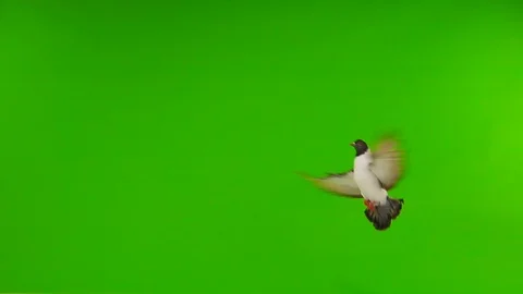 Dove Flying Green Screen Stock Video Footage | Royalty Free Dove Flying ...