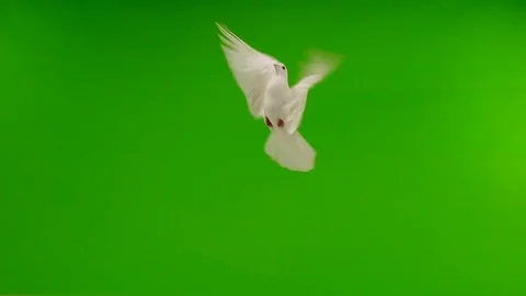 Flying pigeons in an isolated green scre... | Stock Video | Pond5