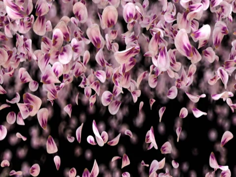 Flying Pink Rose Sakura Flower Petals Fa... | Stock Video | Pond5