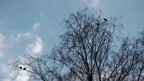 Raven Flying Silhouette Stock Videos – Royalty-Free HD & 4K Videos | Pond5