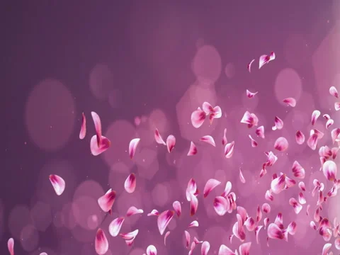 Red Rose Petals Falling Stock Video Footage | Royalty Free Red Rose ...