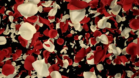 Flying Romantic Red White Rose Flower Pe... | Stock Video | Pond5